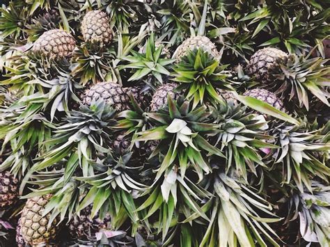 Pineapple Bush Images Free Download On Freepik