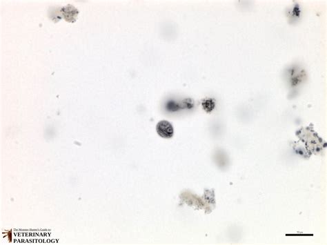 Chilomastix Sp Protozoa Monster Hunters Guide To Veterinary