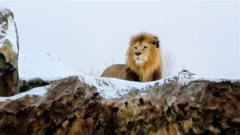 Редчайшие кадры из зимнего Тайгана Лев взошел на СНЕЖНУЮ СКАЛУ СЛАВЫ Кровь бурлит у молодых
