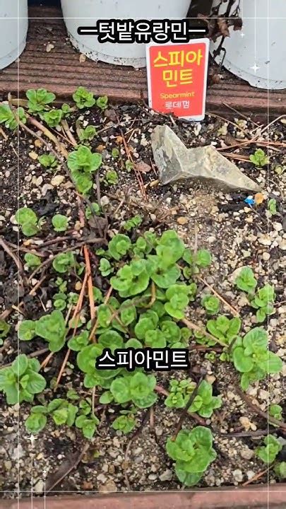 허브4종 화분애플민트페퍼민트스피아민트레몬밤 Youtube