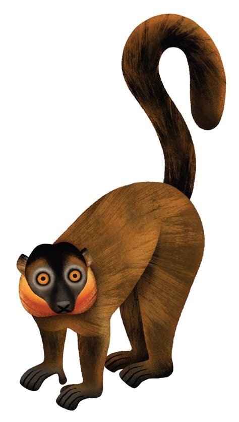 Collared Brown Lemur