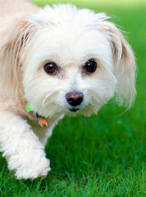 Best Dog Food For Maltipoo Puppies Dogs And Seniors