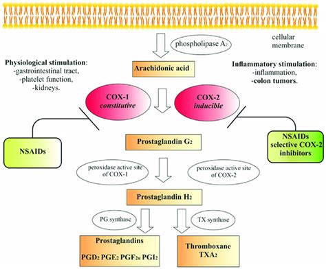 Effect Of Nsaids On Eicosanoid Synthesis Pathways [35 37] Effect Of