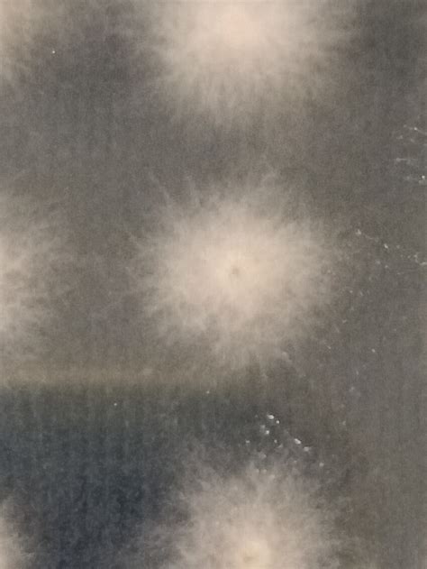 Identification Of Fungus Researchgate