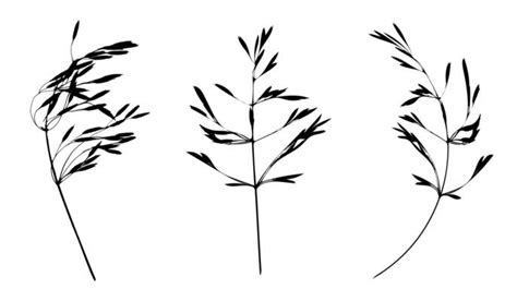 Indian Grass Vector Art Icons And Graphics For Free Download