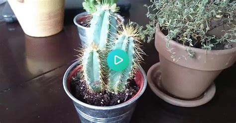 Touching Cactus With Usb Cable  On Imgur