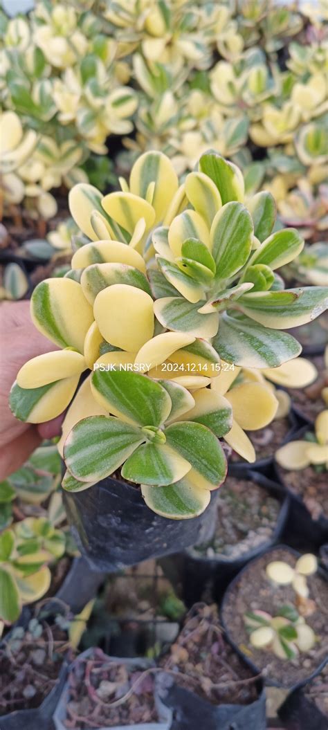 Crassula Ovata Yellow Varigated Mother Plant