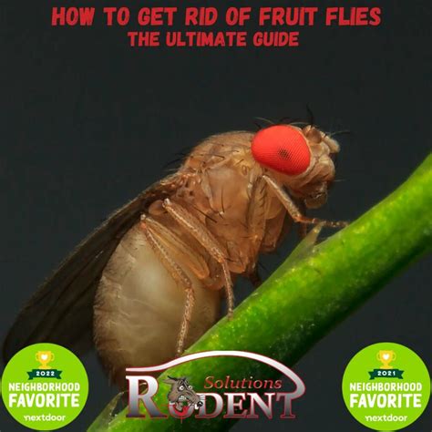 How To Get Rid Of Fruit Flies The Ultimate Guide