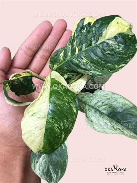 Rhaphidophora Puberula Variegated Okanoka