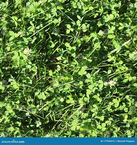High Resolution Foto Realistic Seamless Texture Of Green Grass And