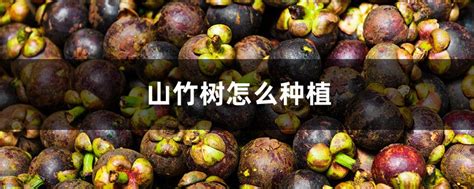 山竹树怎么种植 花百科