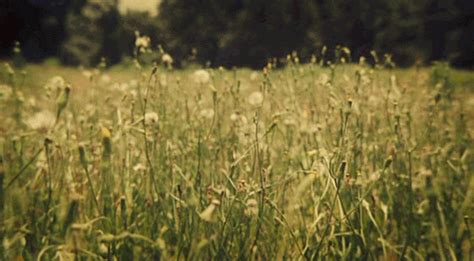 Field  Tumblr
