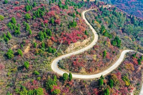 山西平陆：金秋漫山红叶美如画 人民图片网
