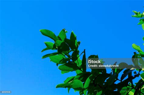 青い空を背景に葉の緑の木の枝自然写真の壁紙 アウトドアのストックフォトや画像を多数ご用意 アウトドア アメリカ合衆国 クローズ