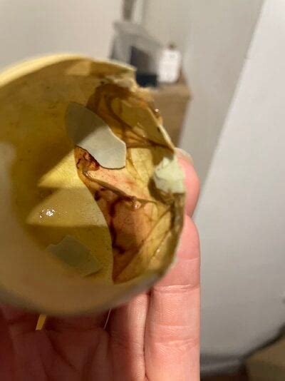 Brown Gooey Blob Help Backyard Chickens Learn How To Raise Chickens