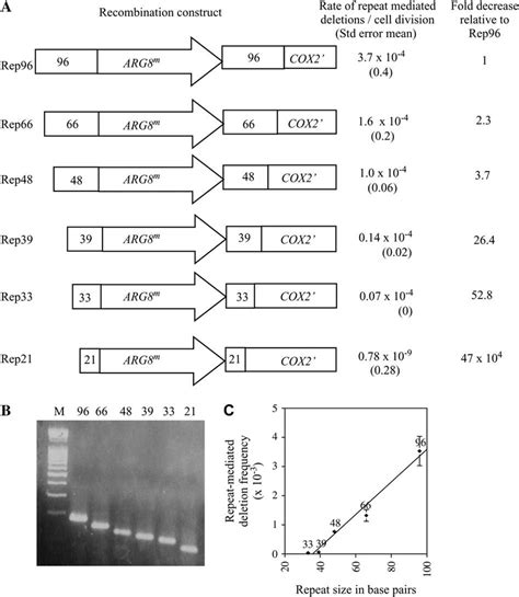 Effect Of Repeat Length On Deletion Rate A Recombination Reporter