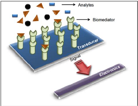 Schematic Representation Of Typical Biosensors Components And Activity Download Scientific