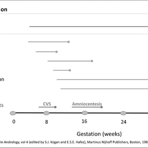 Algorithm For Decisions Pertaining To The Prenatal Diagnosis And