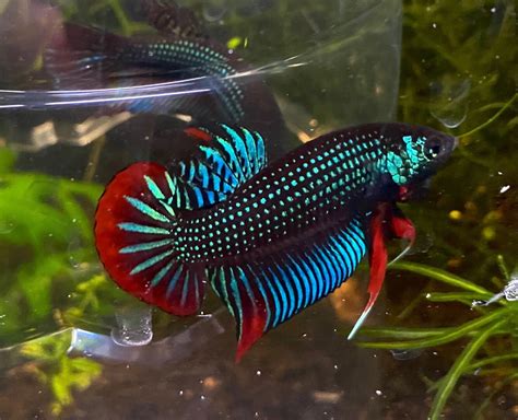 Fluval Flex 15 Stocking Idea General Chat Aquarium Co Op Forum