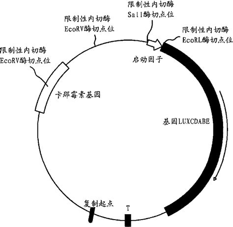 Method For Constructing Expression System Of Exogenous Genes In