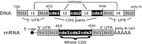 Protein Coding Gene Structure A Gene Is Composed Of A Variable Download Scientific Diagram