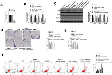 Bjjp And Bmscs Suppress Cscs Cell Proliferation And Enhance Cell