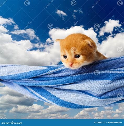 Милый красный оранжевый котенок в гамаке на голубом небе Стоковое ...
