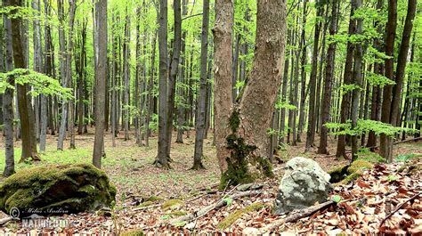 Chko Brdy Naturfoto Cz