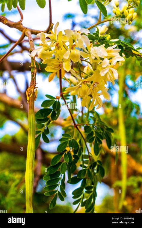 Moringa Flower