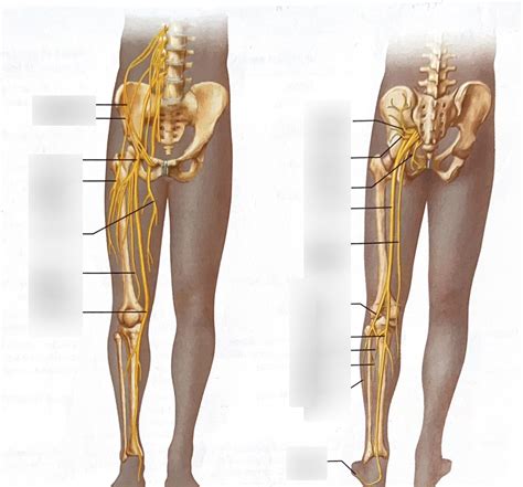 Peripheral Nerves Of Lower Limb Diagram Quizlet
