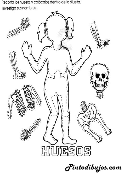 Pinto Dibujos Sistema Oseo Para Colorear Y Recortar