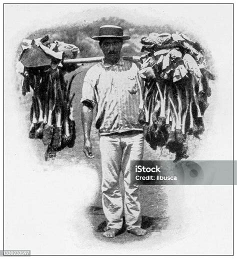 Antique Black And White Photograph Taro Vendor Hilo Hawaii向量圖形及更多19世紀風格