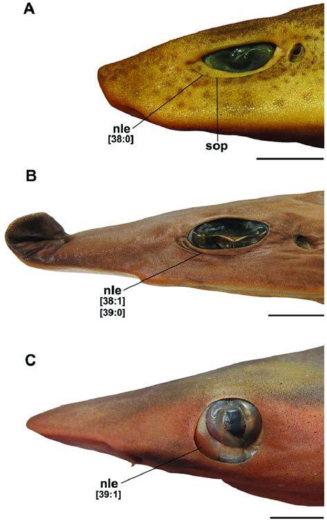 Figure 6 In Combined Phylogeny And New Classification Of Catsharks