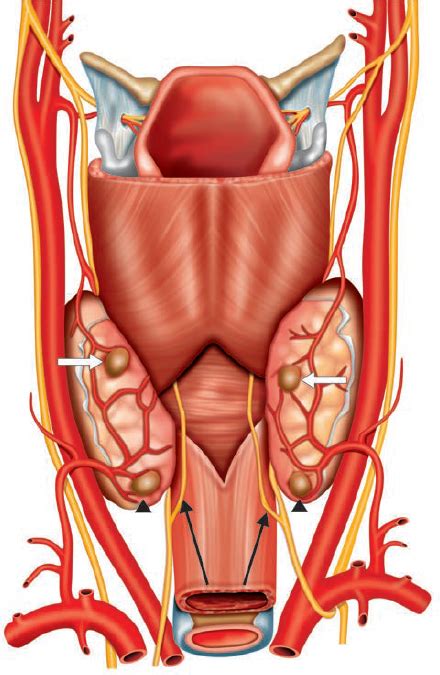 Posterior View Of Thyroid Gland