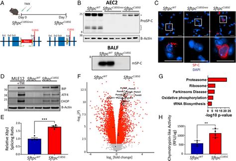 Expression Of A Clinical Sftpc Mutation Challenges Aec2 Proteostasis
