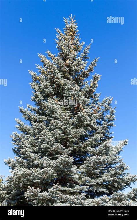 Spruce Tree