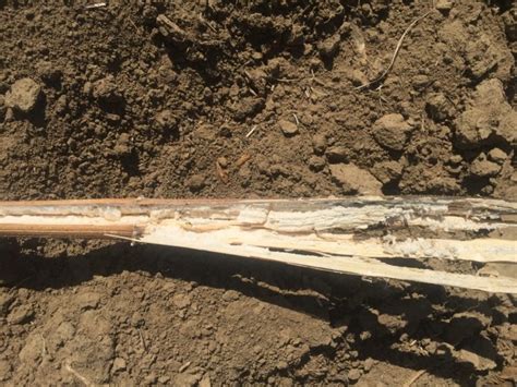 Разкрита е биологията на слънчогледите Nuseed Bulgaria