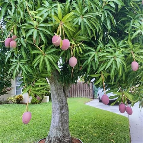 Top 5 Mango Varieties To Grow In Florida A Gardeners Guide