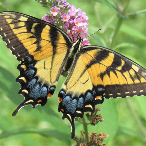Eastern Tiger Swallowtail Butterfly