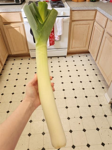 Theres A Big Leek In My Kitchen R Absoluteunits