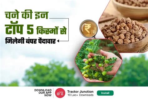 चने की इन टॉप 5 किस्मों से मिलेगी बंपर पैदावार
