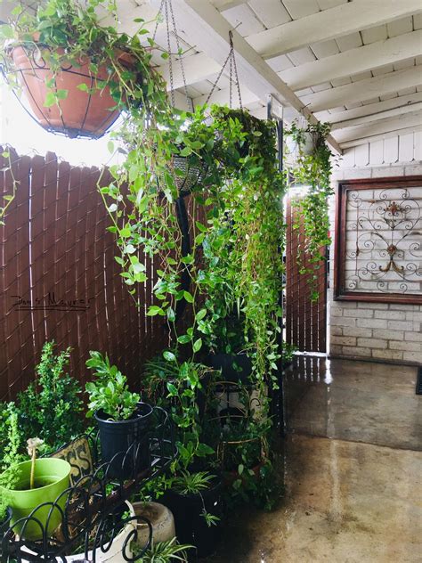 Pin By Fly Away Goddess And Narcissus4m On Green Thumb Plants House