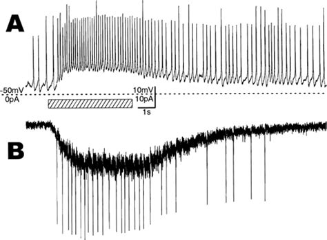 Responses Of A Whole Cell Clamped Sensory Process To Puff Applied 250 Download Scientific