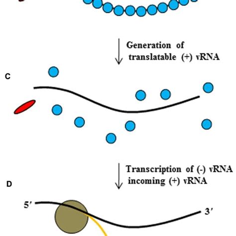 Virus Replication Complex Vrc And Rnp Movement Complex In The Er