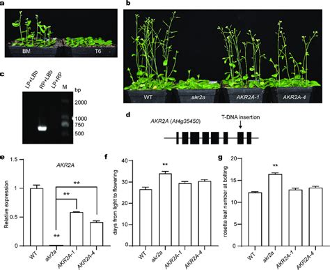 The Silencing Of Akr2a Accounts For The Delayed Flowering Phenotype