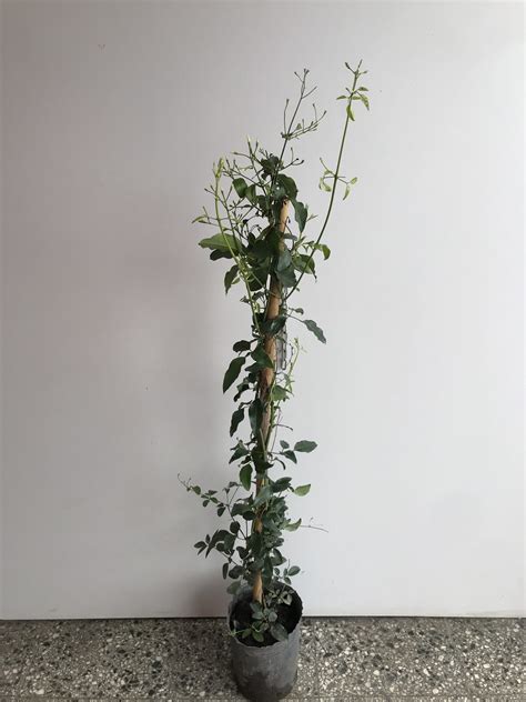 Jazmin Trepador Azorico Vivero 212 Mar Del Plata