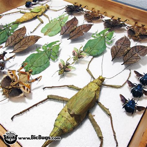 Incredible Insects That Perfectly Mimic Leaves