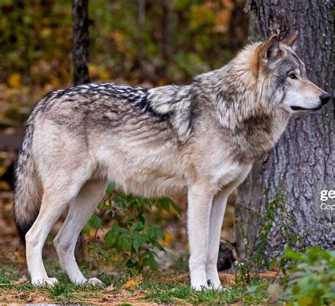 Wolf Standing Side View