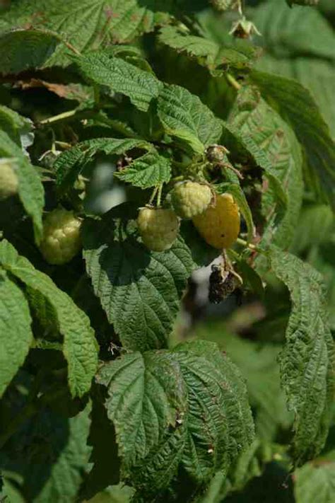 Raspberry ‘all Gold The Biking Gardener