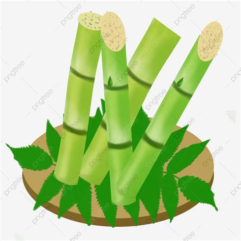 الفاكهة قصب السكر ،، قصب السكر الطويل قصب السكر القصير قصب السكر الخام